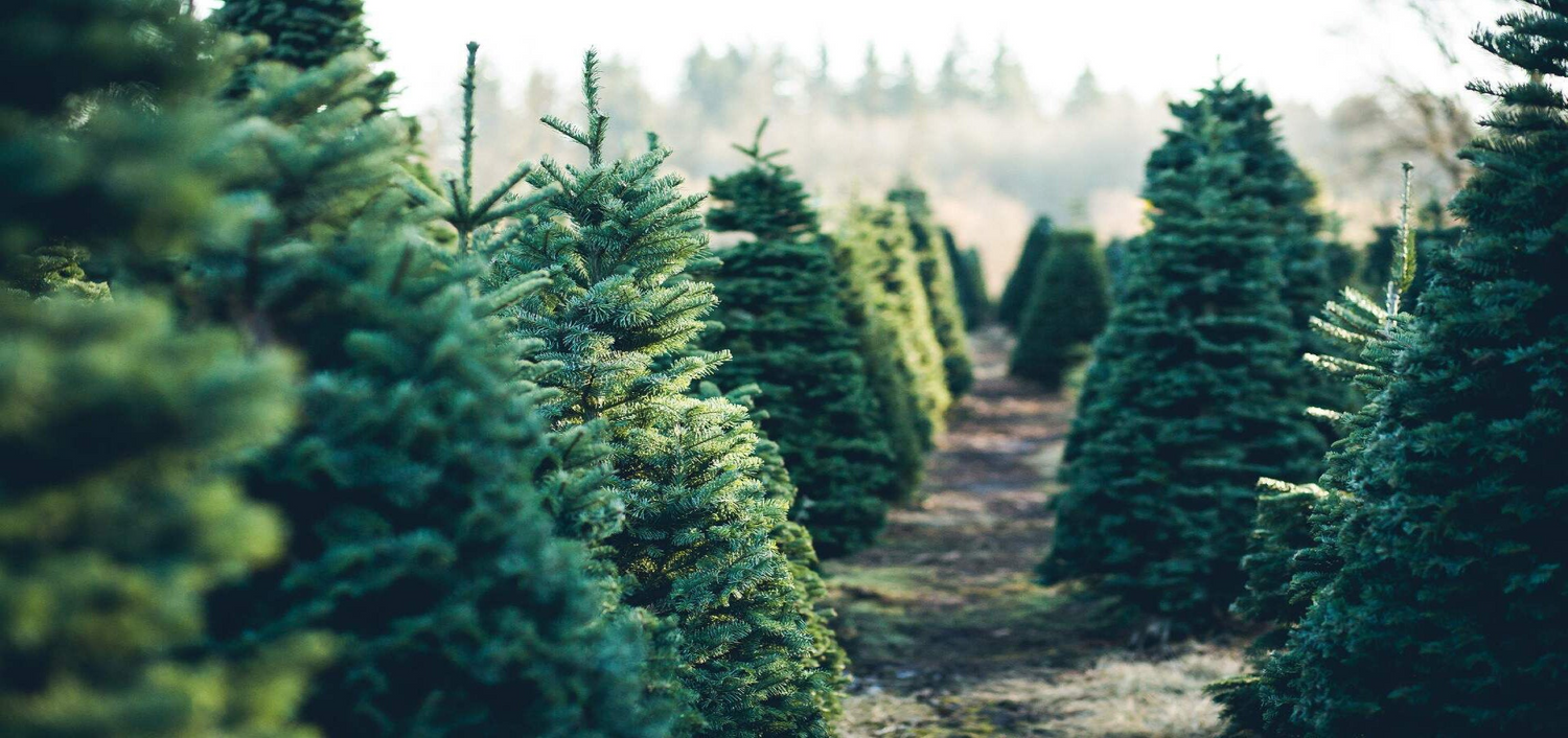 Christmas Tree Netting, Netting Funnels & Tree Stands